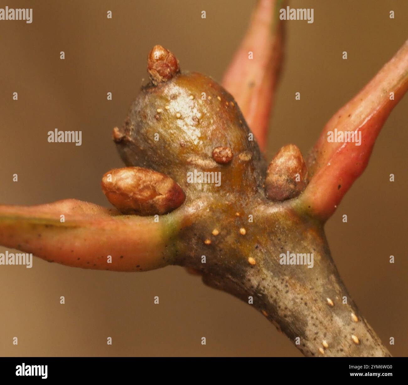 white oak club gall wasp (Callirhytis clavula Stock Photo - Alamy