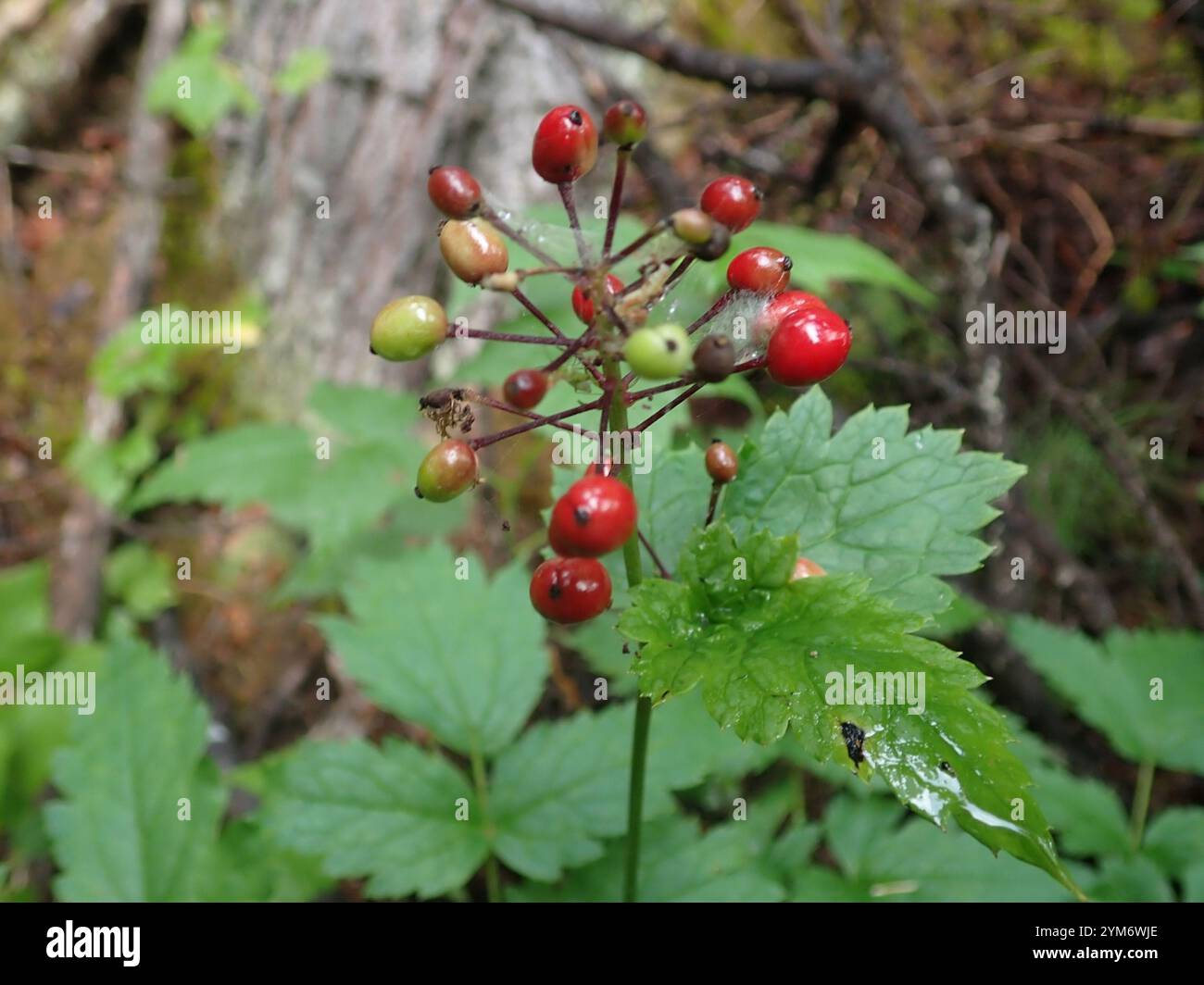 red baneberry (Actaea rubra Stock Photo - Alamy