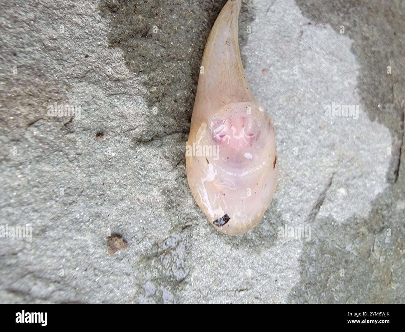 Skilletfish (Gobiesox strumosus Stock Photo - Alamy