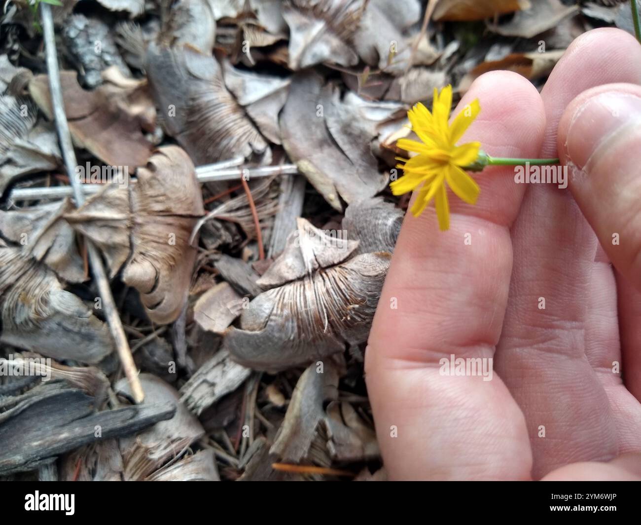 Common Cat's-ear (Hypochaeris radicata Stock Photo - Alamy