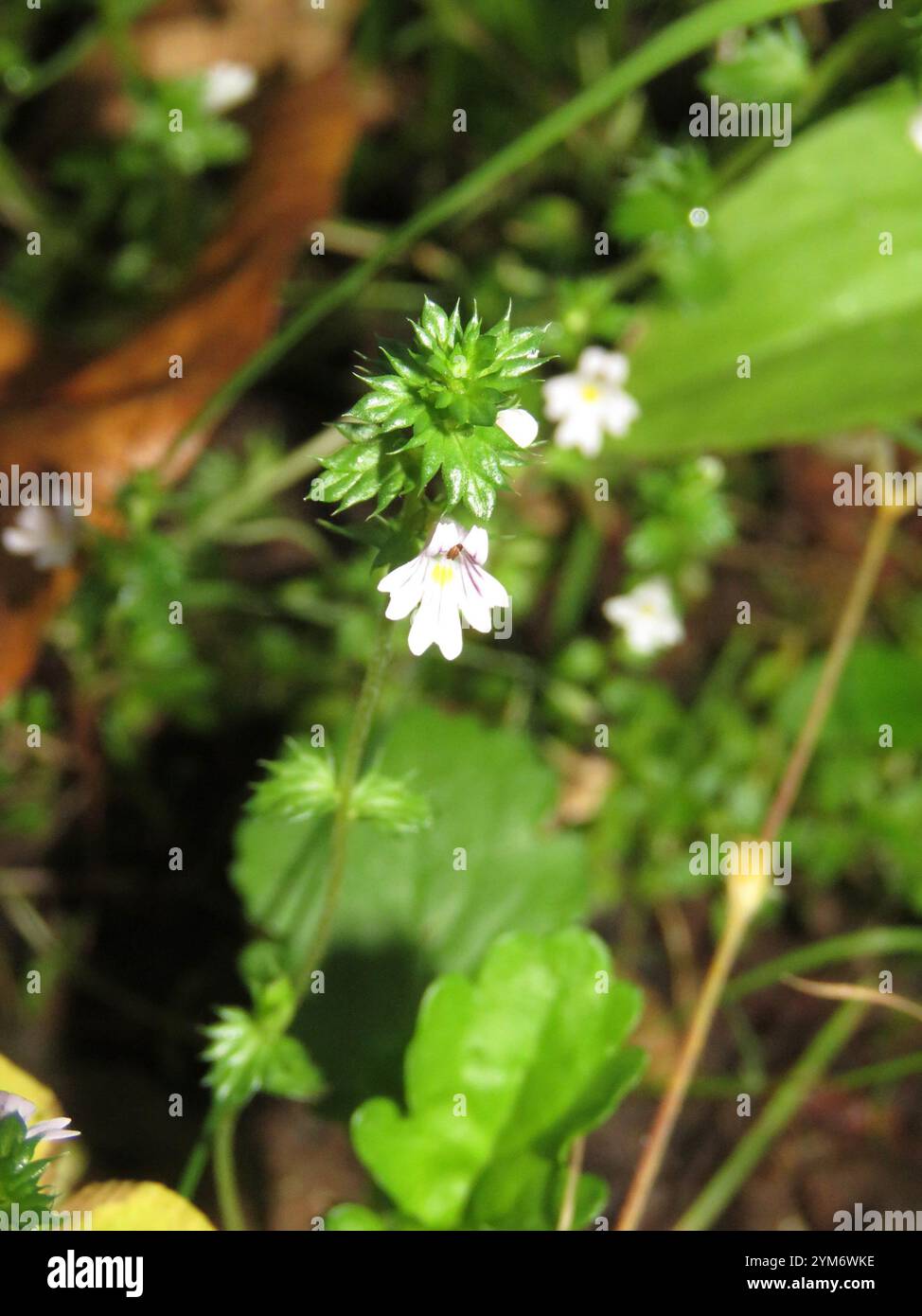 Common Eyebright (Euphrasia nemorosa Stock Photo - Alamy