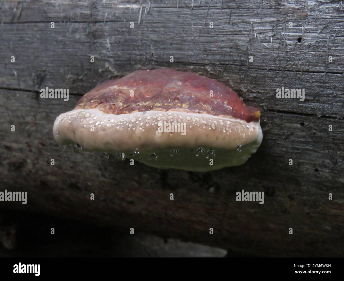 Northern Red Belt (Fomitopsis mounceae Stock Photo - Alamy