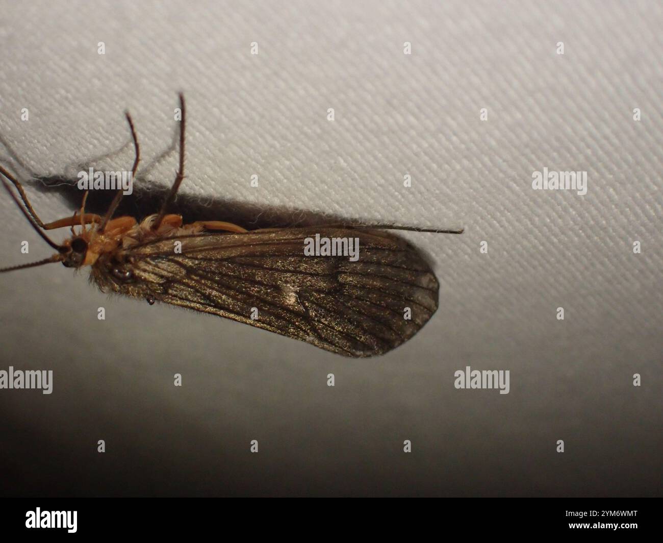 Northern Caddisflies (Limnephilidae Stock Photo - Alamy