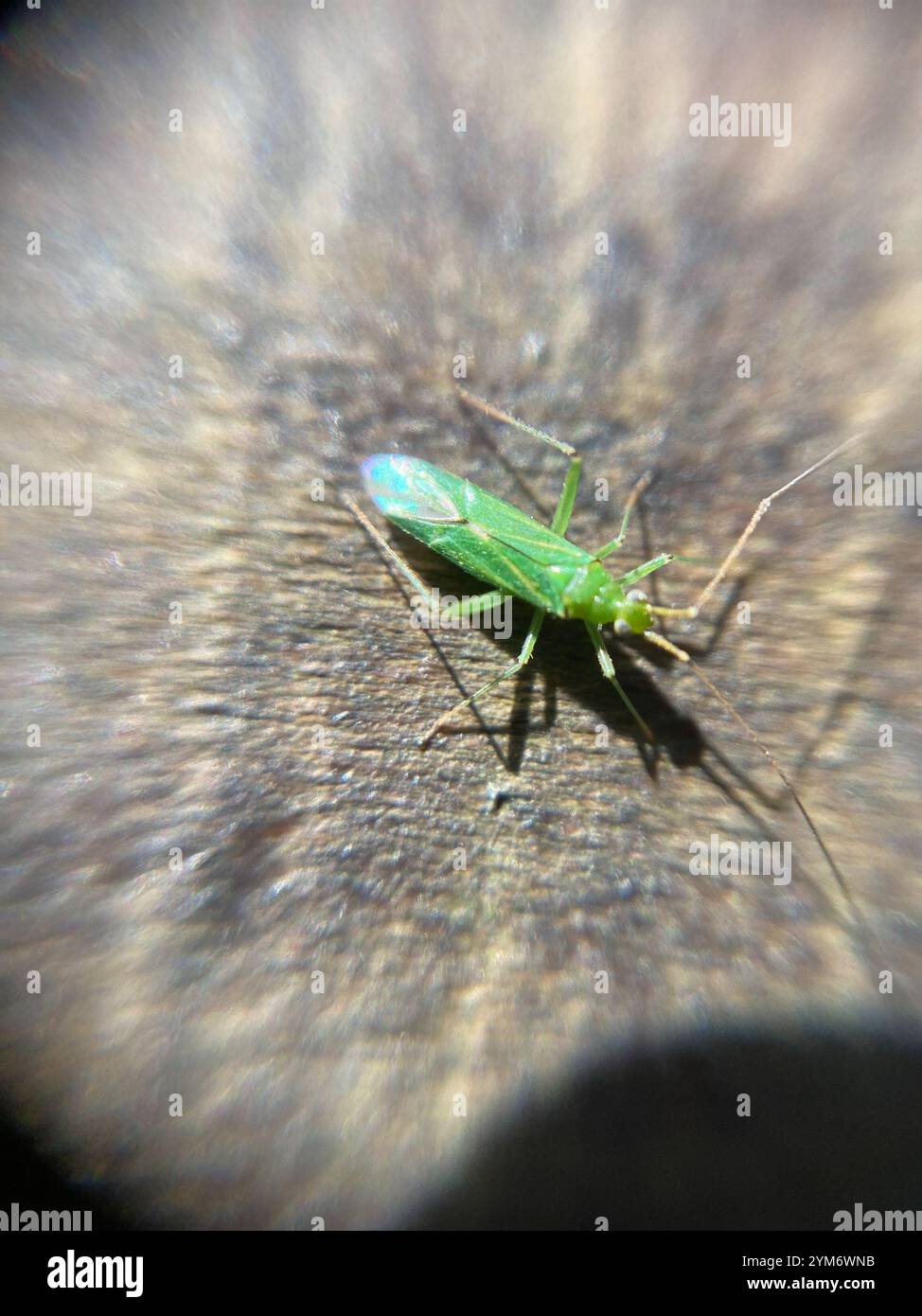 Black-kneed Capsid (Blepharidopterus angulatus Stock Photo - Alamy