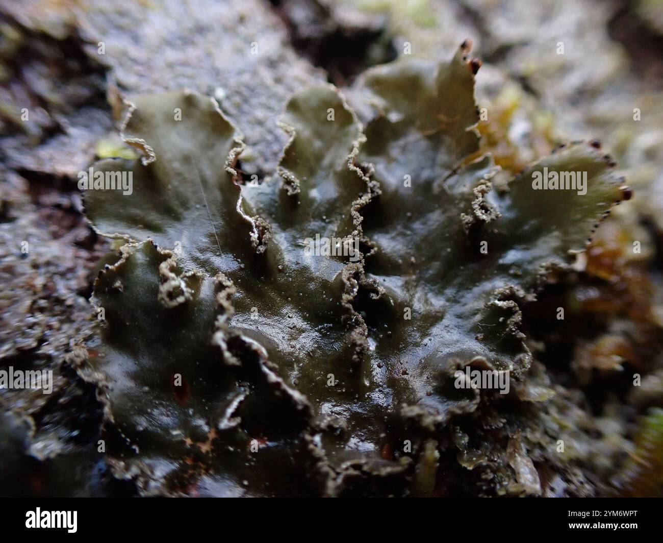 tree pelt lichen (Peltigera collina Stock Photo - Alamy