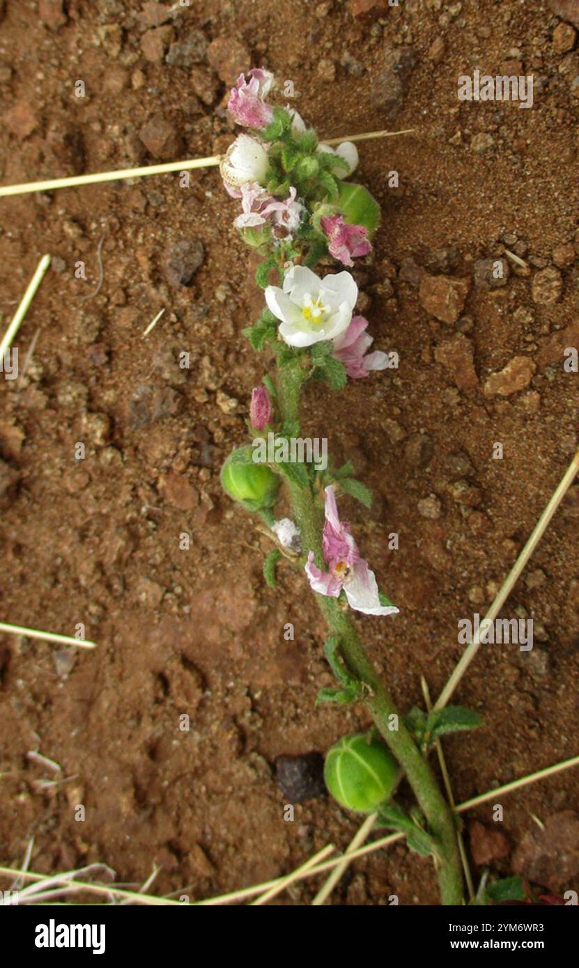 Tiny White Wild Hibiscus (Hibiscus micranthus Stock Photo - Alamy