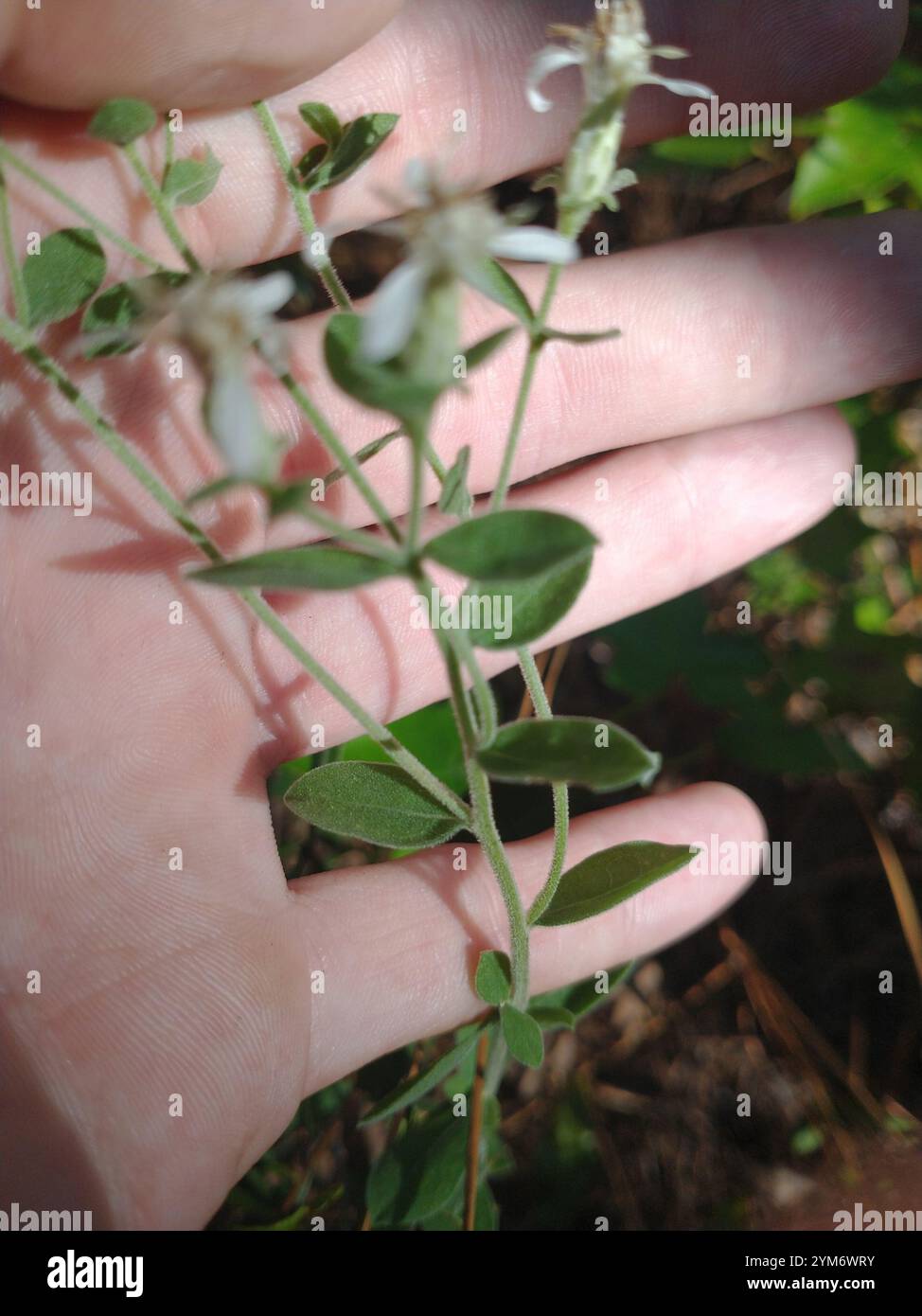 Dixie aster (Sericocarpus tortifolius Stock Photo - Alamy