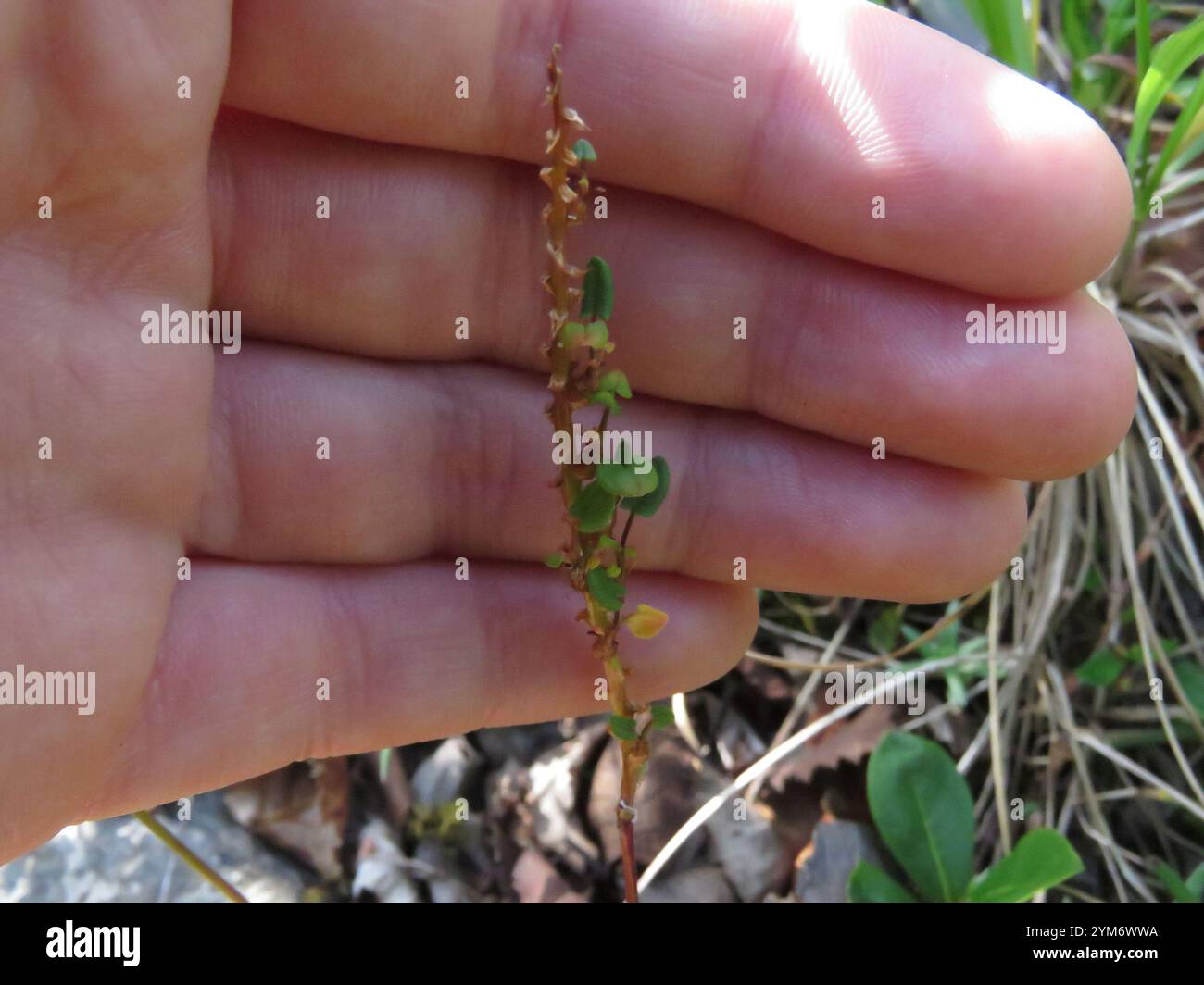 alpine bistort (Bistorta vivipara Stock Photo - Alamy