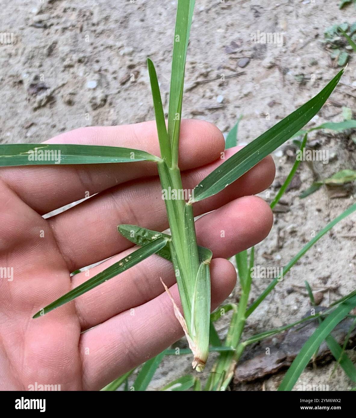Saint Augustine grass (Stenotaphrum secundatum Stock Photo - Alamy