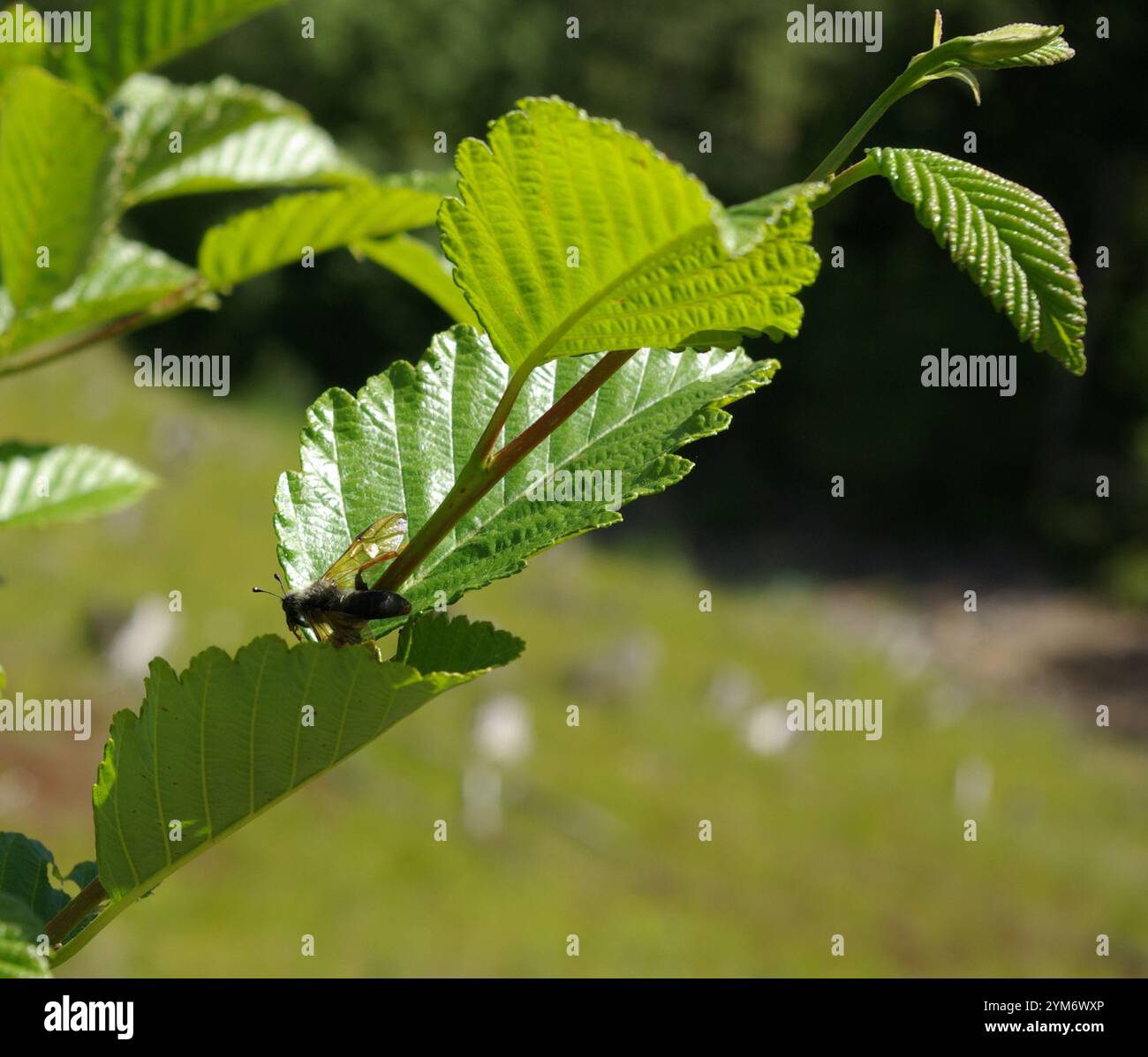 Giant Birch Sawfly (Trichiosoma triangulum Stock Photo - Alamy