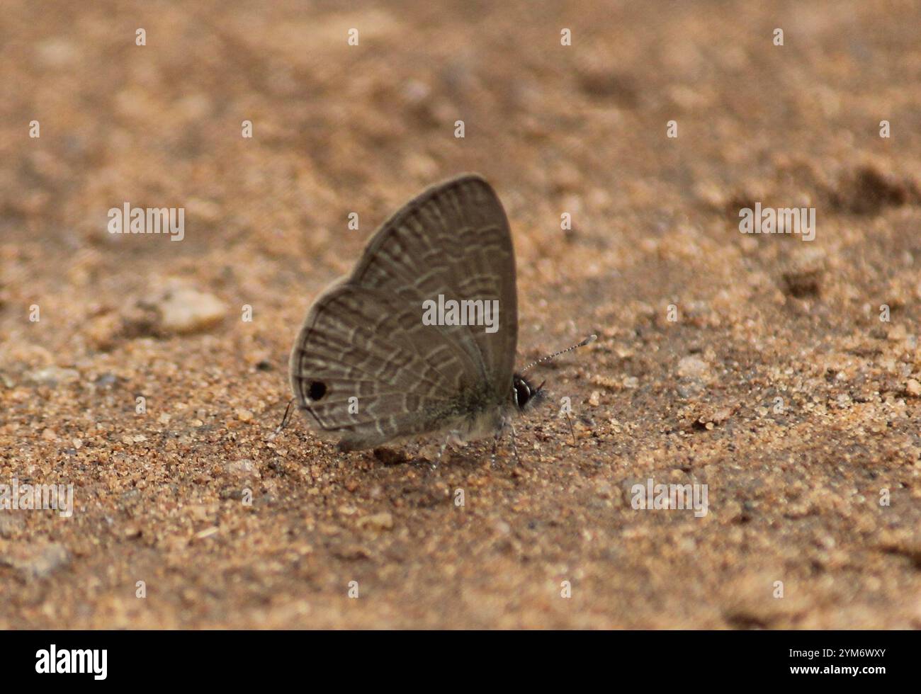 Common Line Blue (Prosotas nora Stock Photo - Alamy