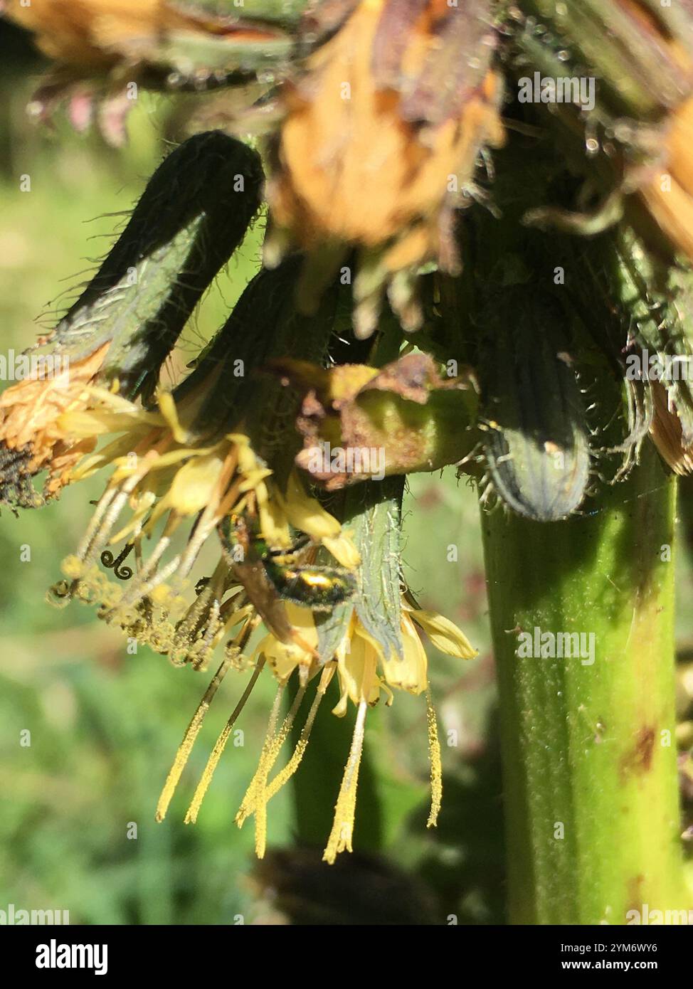 Nabalus crepidineus hi-res stock photography and images - Alamy