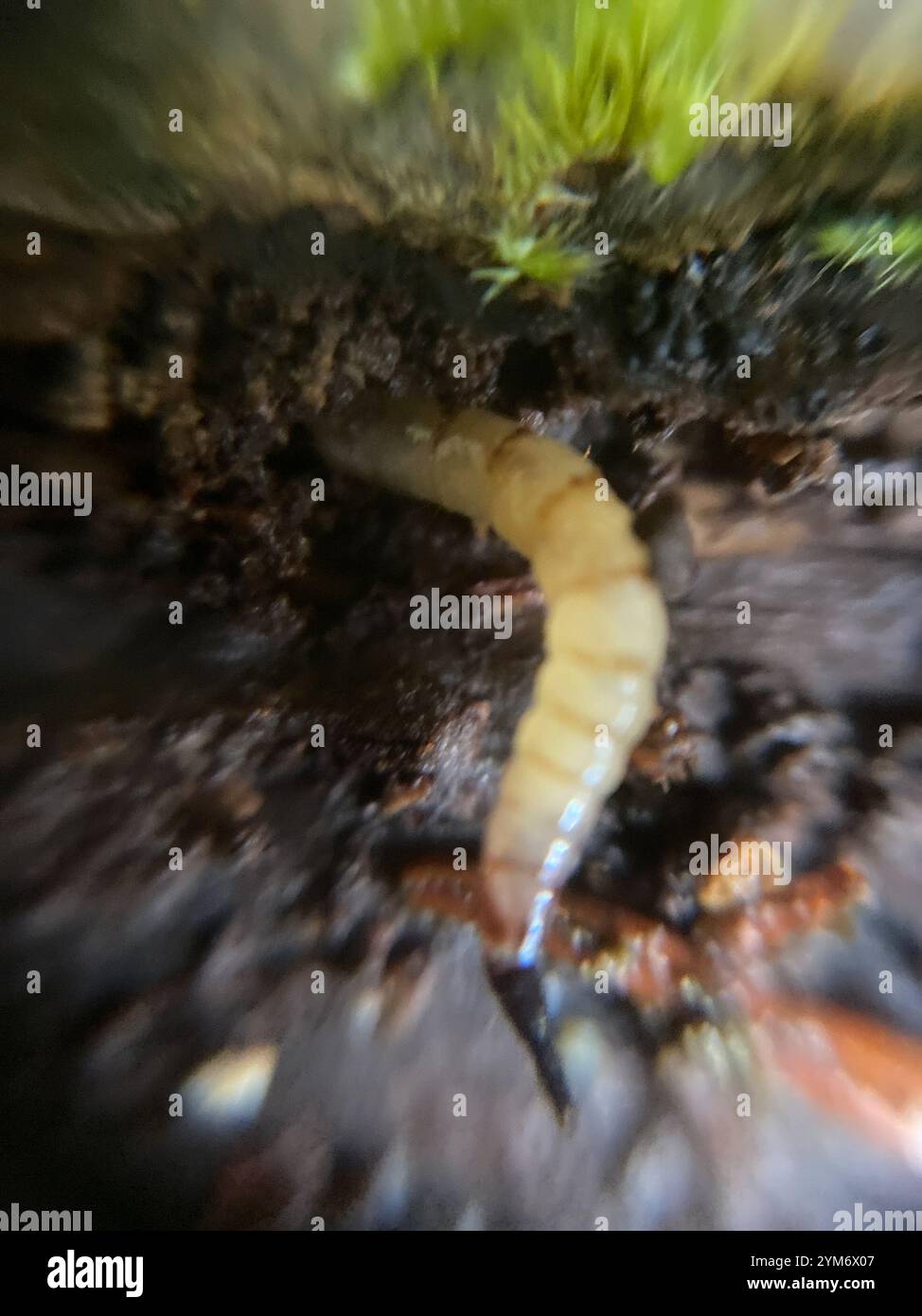 Xylophagus hi-res stock photography and images - Alamy
