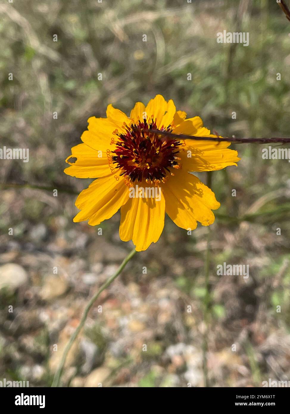 Thelesperma filifolium hi-res stock photography and images - Alamy