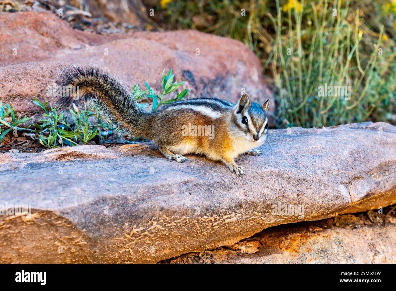 Least Chipmunk Looking out from Rock in Zion National Park in Utah ...