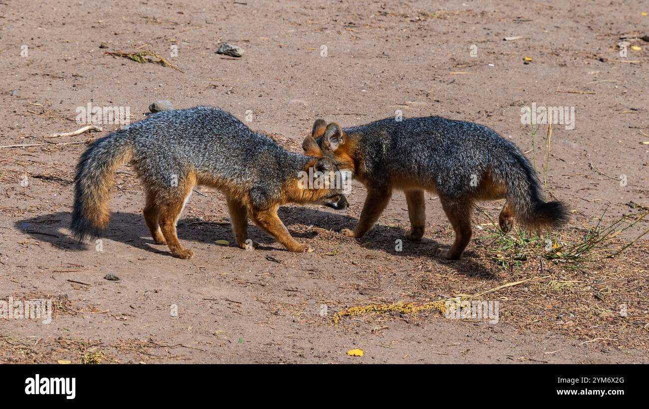 Island Foxes in Channel Islands National Park in California Stock Photo ...