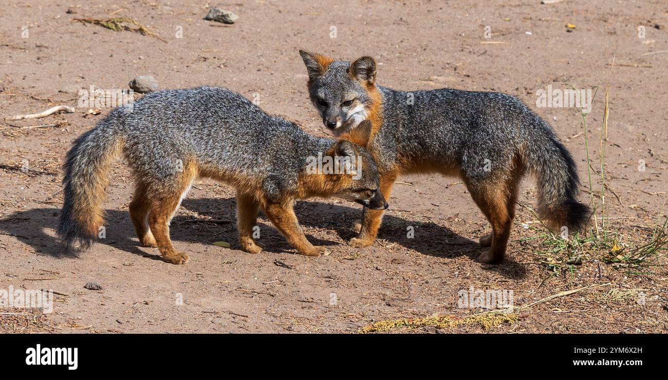 Island Foxes in Channel Islands National Park in California Stock Photo ...