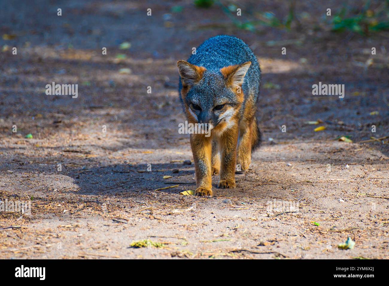 Walking Island Fox in Channel Islands National Park in California Stock ...