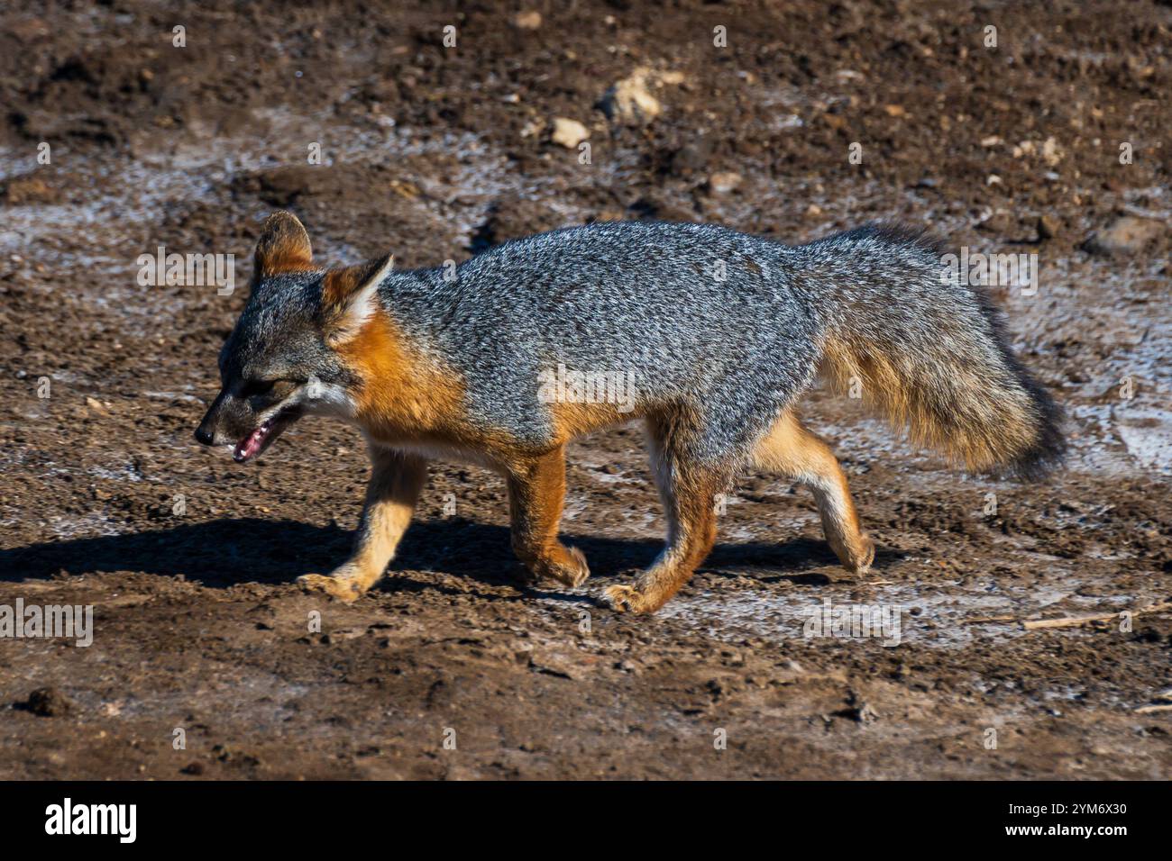Island Fox in Channel Islands National Park in California Stock Photo ...