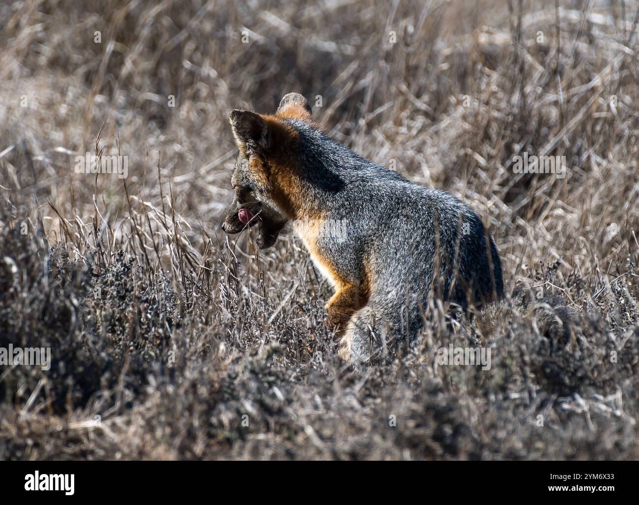Island Fox in Channel Islands National Park in California Stock Photo ...