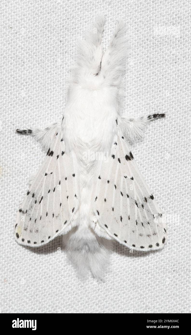 Dot-lined White (Artace cribrarius Stock Photo - Alamy