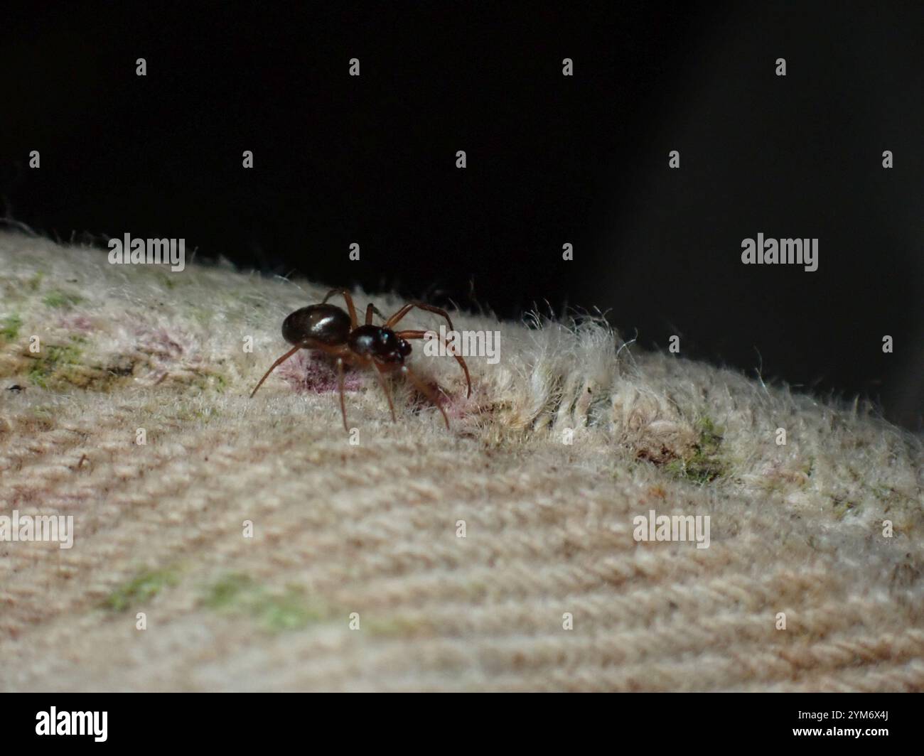 Dwarf Spiders (Erigoninae Stock Photo - Alamy