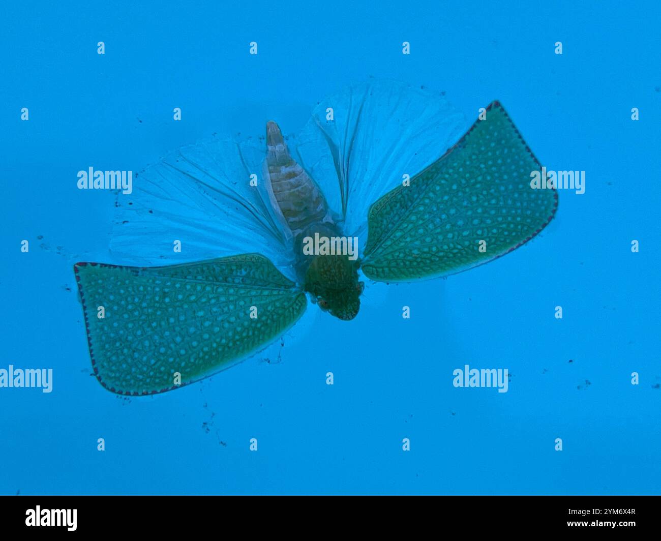 Torpedo Bug (Siphanta acuta Stock Photo - Alamy