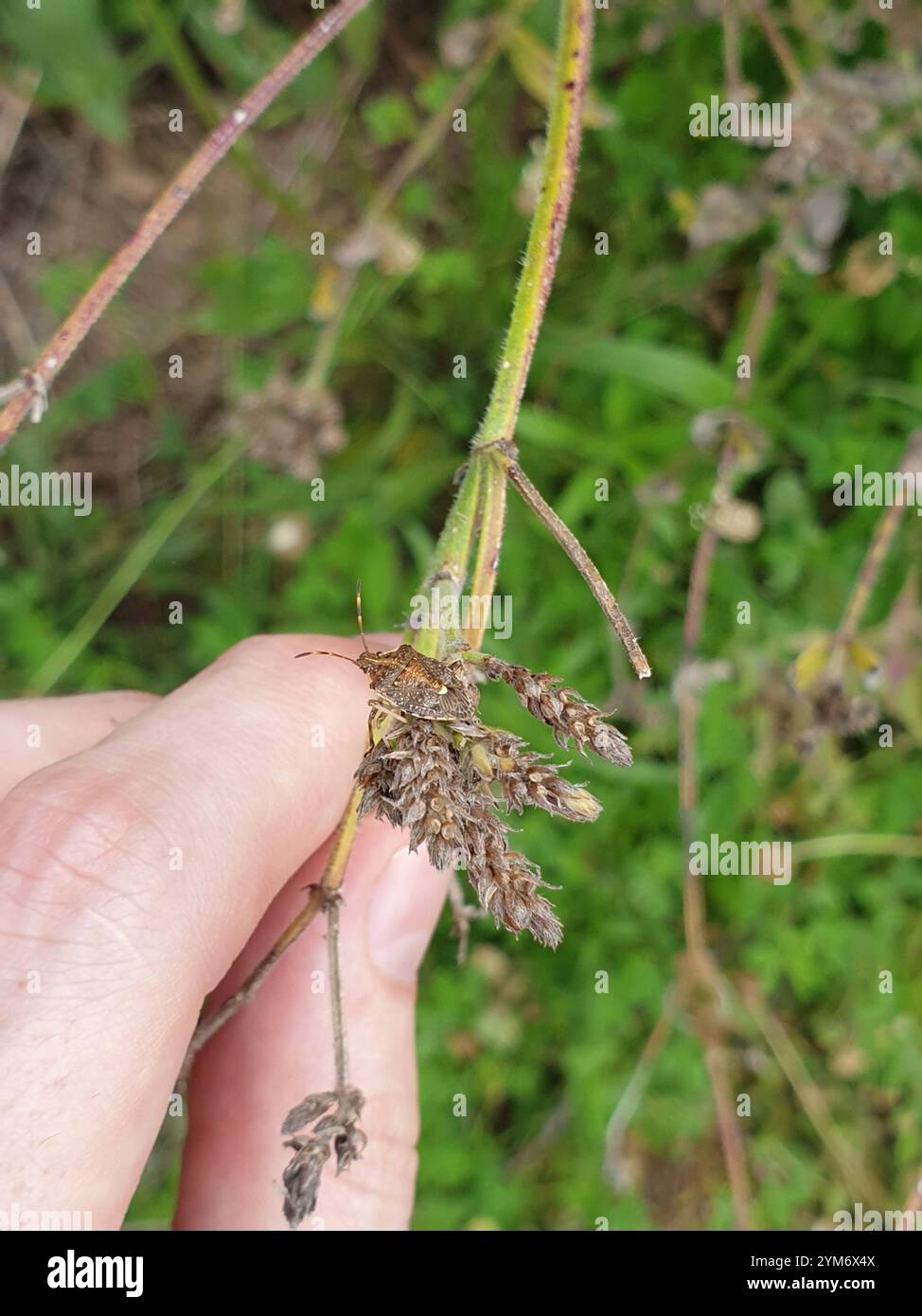 Oncocoris hi-res stock photography and images - Alamy