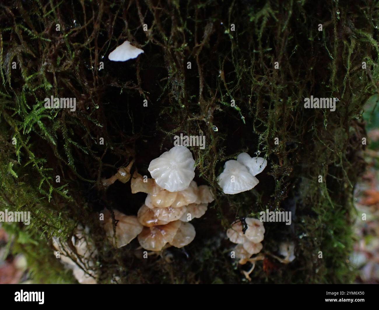 Fairy Parachutes (Marasmiellus candidus Stock Photo - Alamy