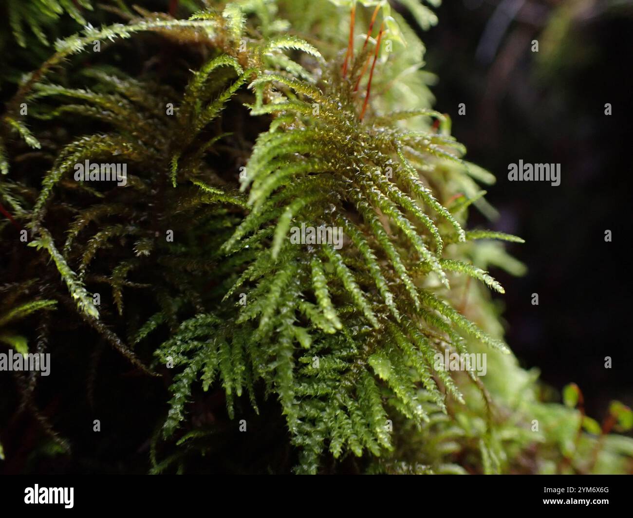 Oregon Beaked Moss (Kindbergia oregana Stock Photo - Alamy