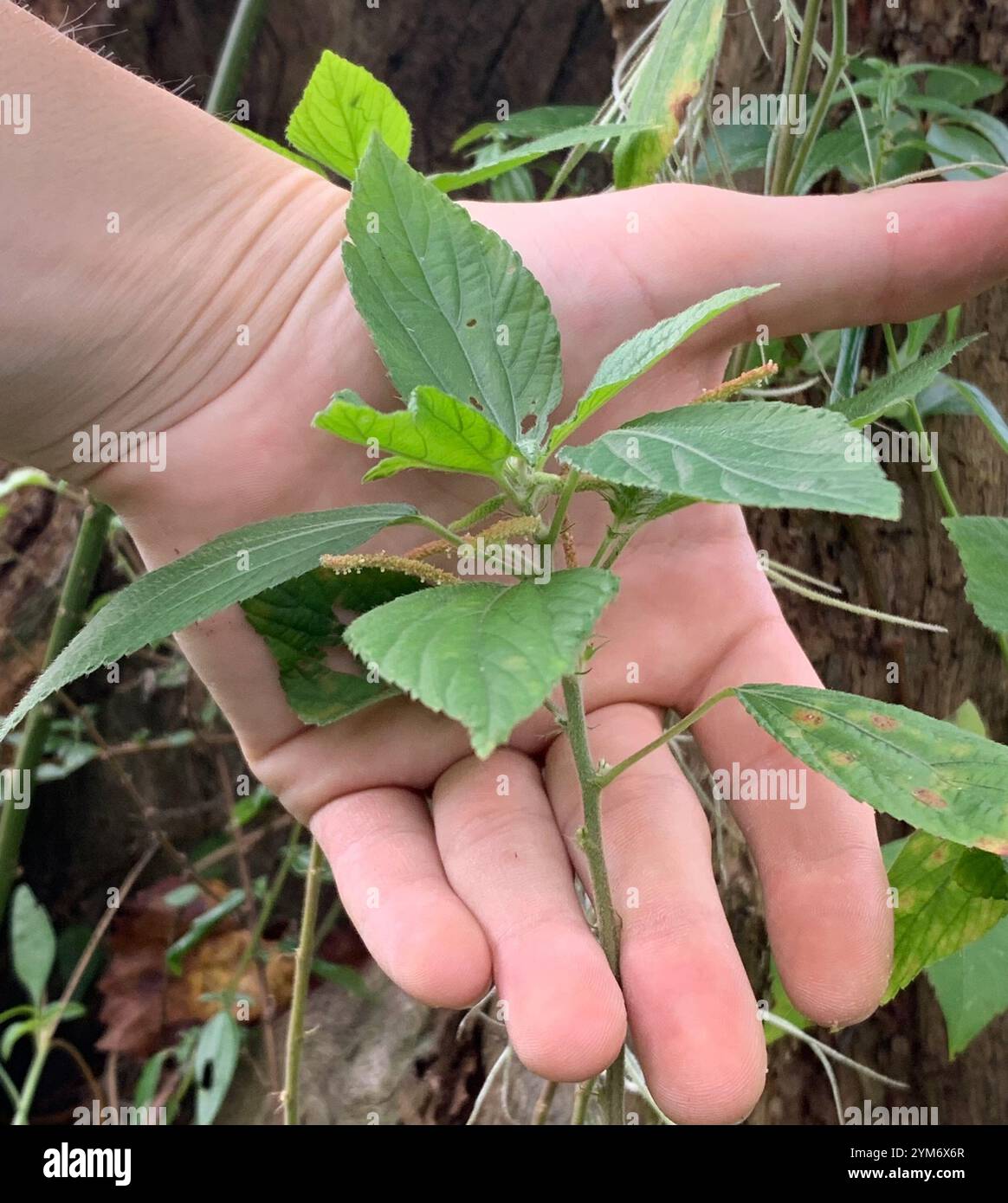 Field Copperleaf (Acalypha arvensis Stock Photo - Alamy