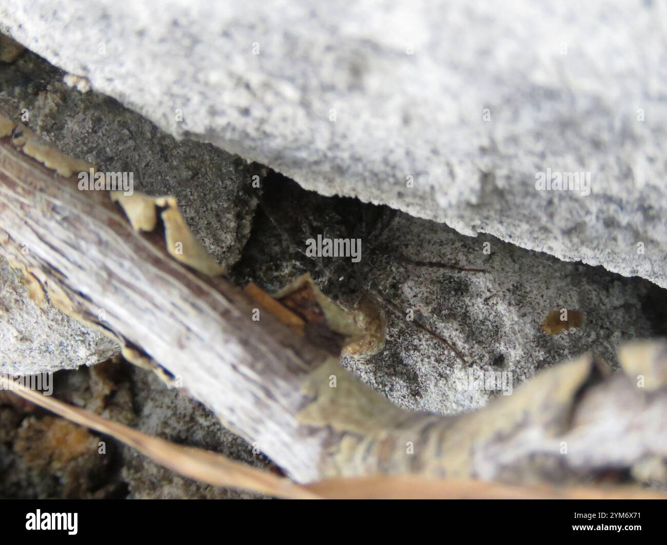 Thin-legged Wolf Spiders (Pardosa Stock Photo - Alamy