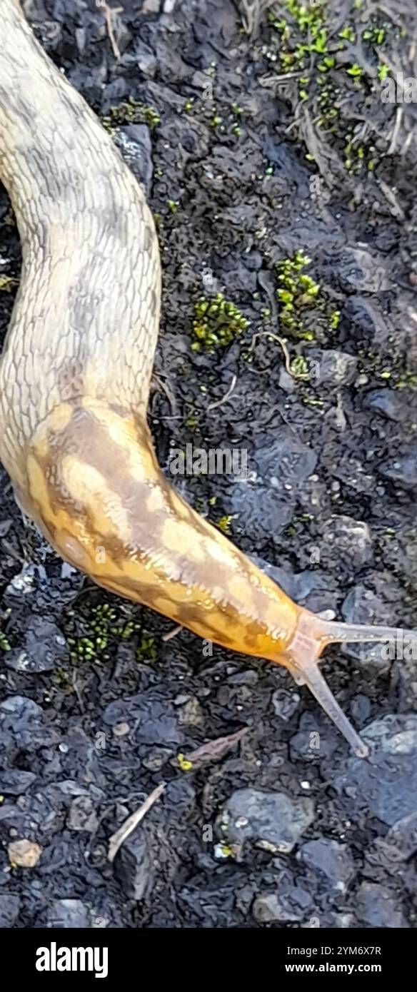 Green cellar slug hi-res stock photography and images - Alamy