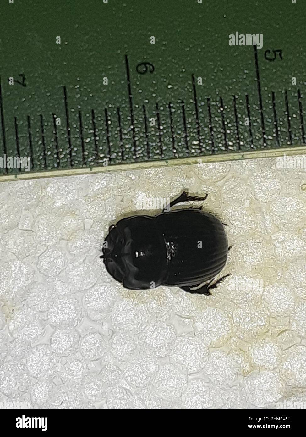Dung Beetles (Scarabaeinae Stock Photo - Alamy