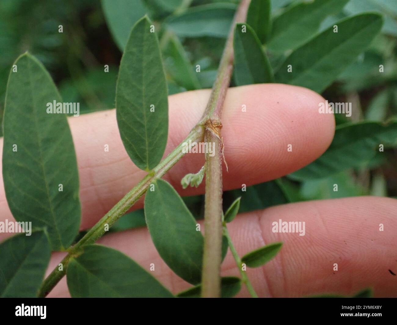 Alpine Sweet-vetch (Hedysarum alpinum Stock Photo - Alamy