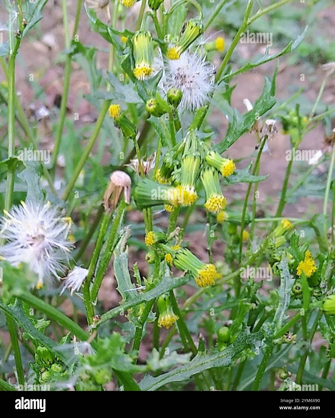 common groundsel (Senecio vulgaris Stock Photo - Alamy