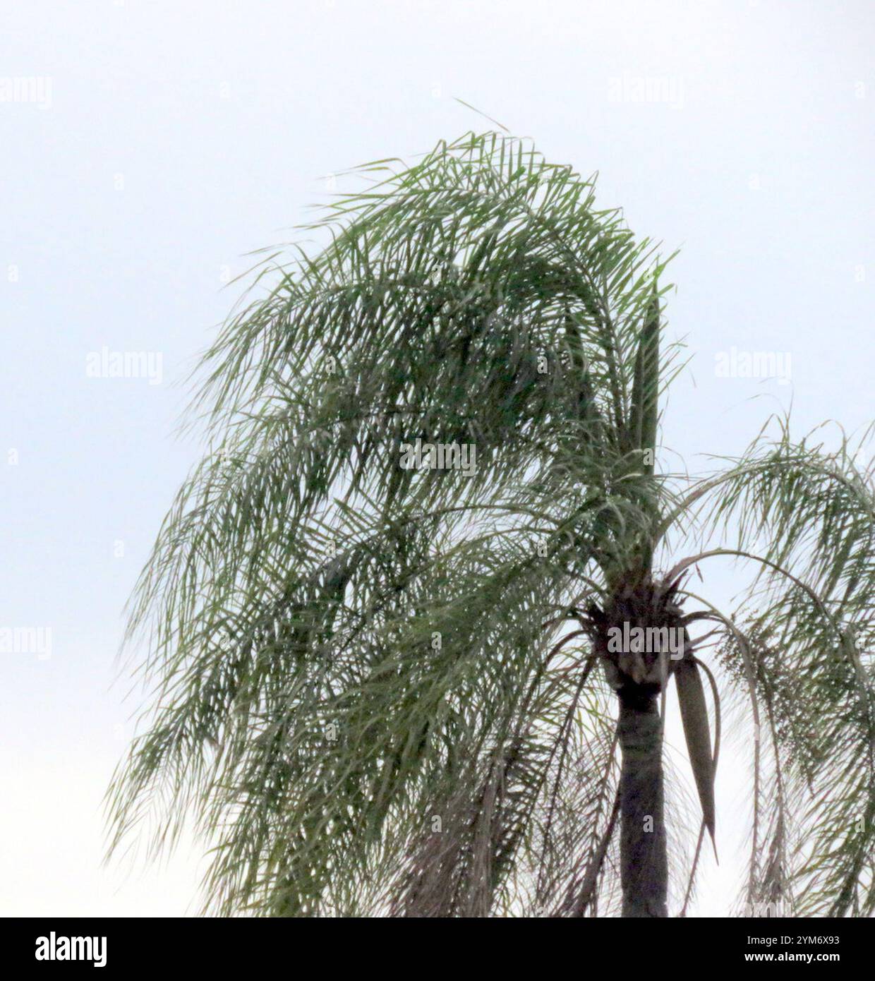Queen palm (Syagrus romanzoffiana Stock Photo - Alamy