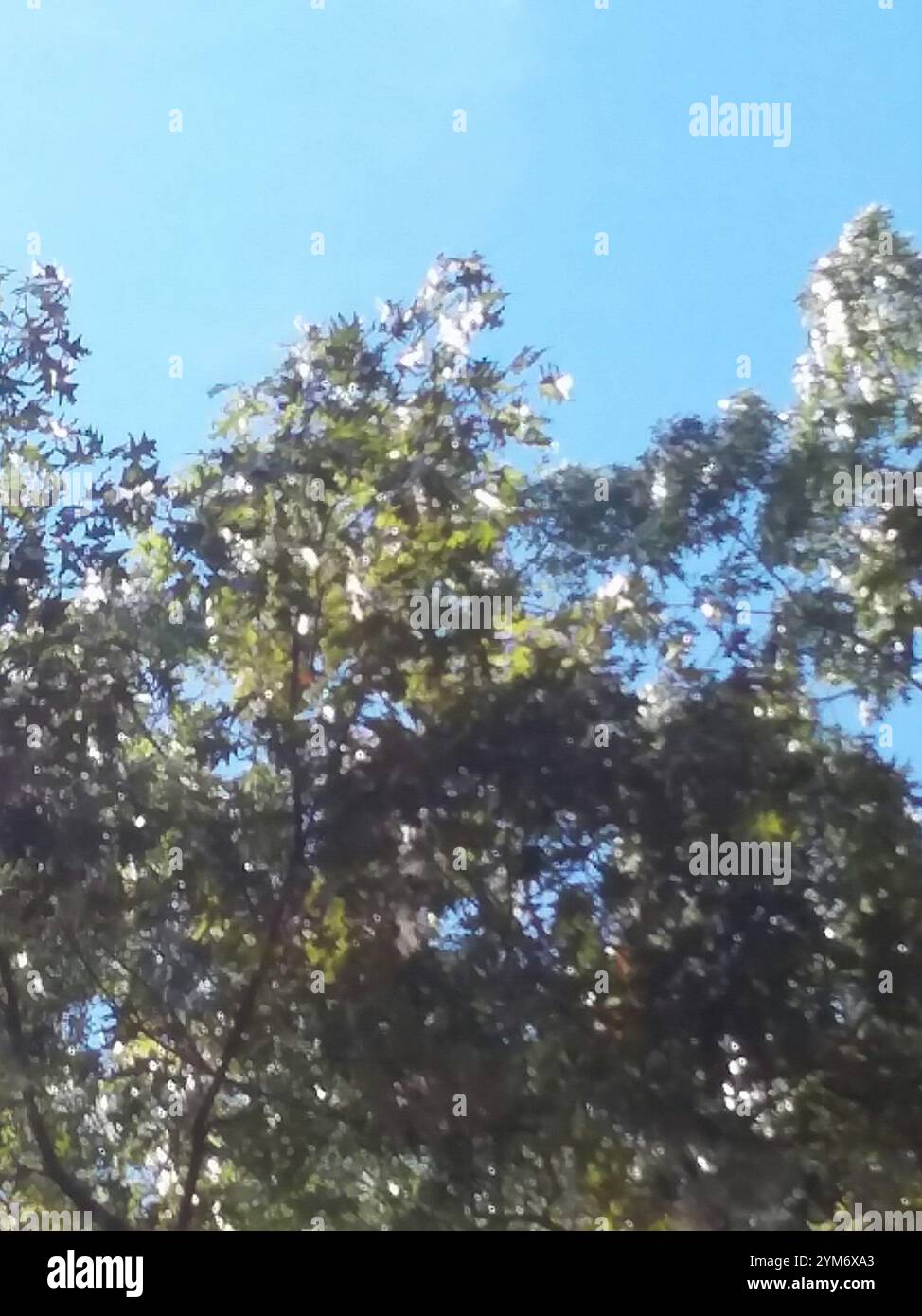 cherrybark oak (Quercus pagoda Stock Photo - Alamy