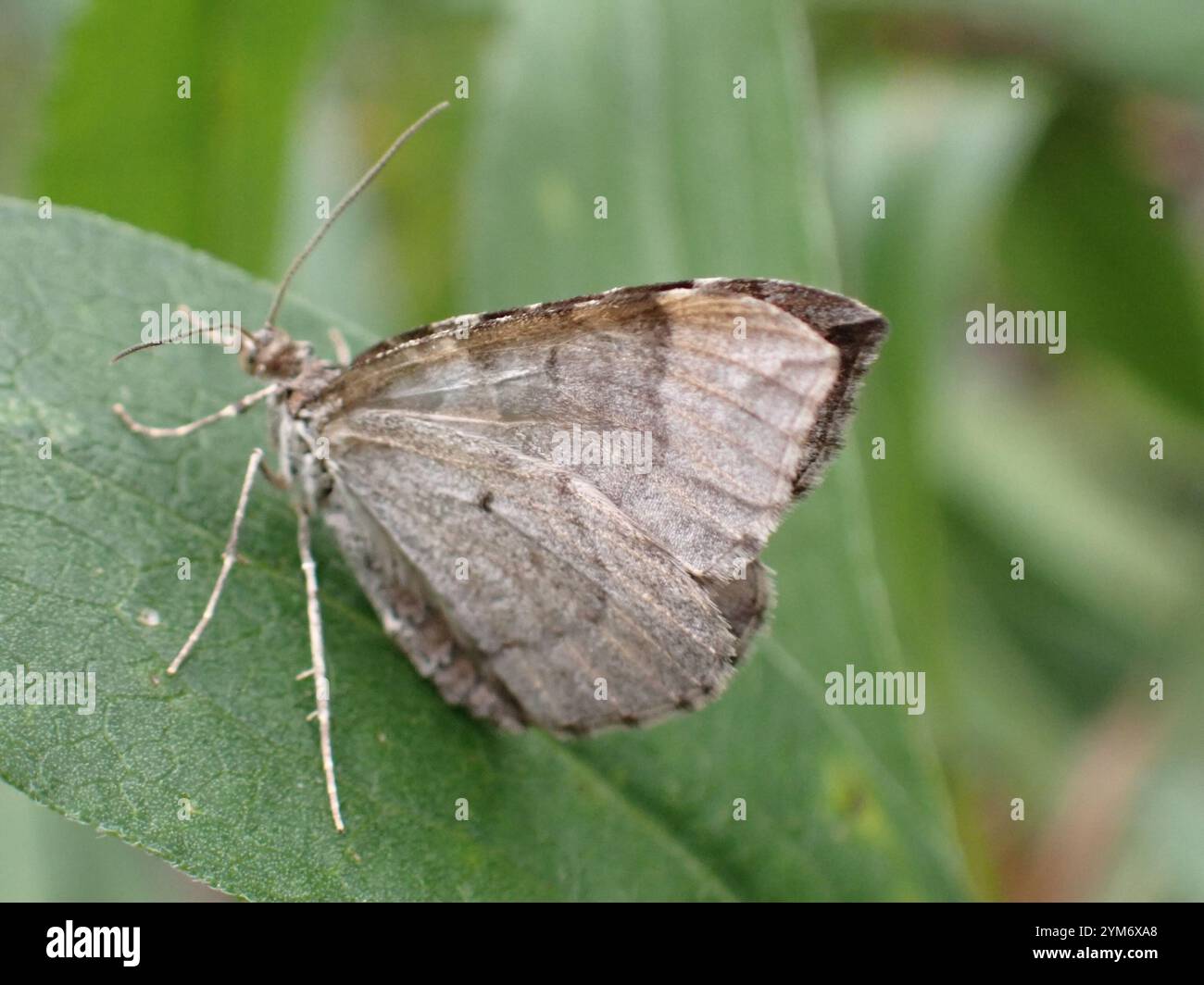 Geometer Moths (Geometridae Stock Photo - Alamy