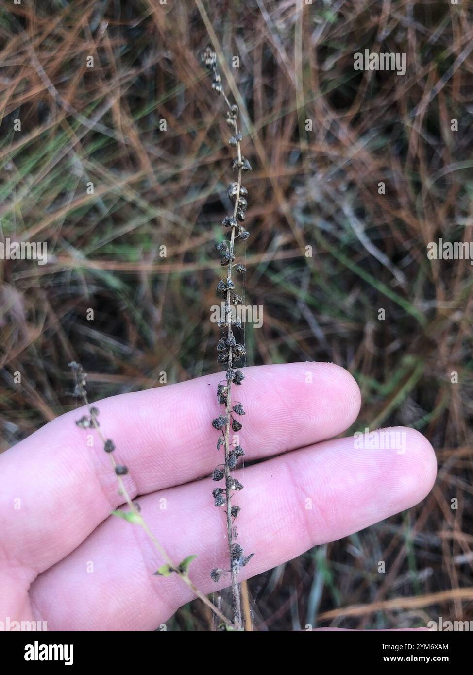 western ragweed (Ambrosia psilostachya Stock Photo - Alamy