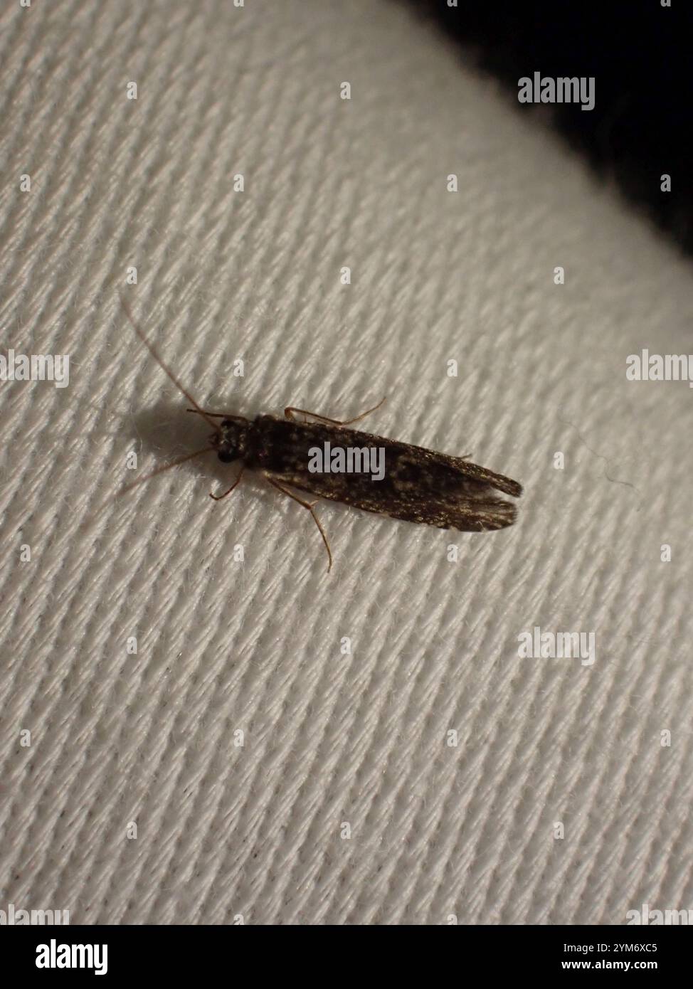 Tube Maker Caddisflies (Polycentropodidae Stock Photo - Alamy