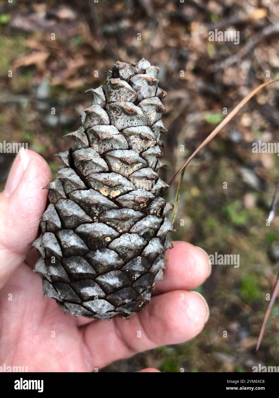 pitch pine (Pinus rigida Stock Photo - Alamy