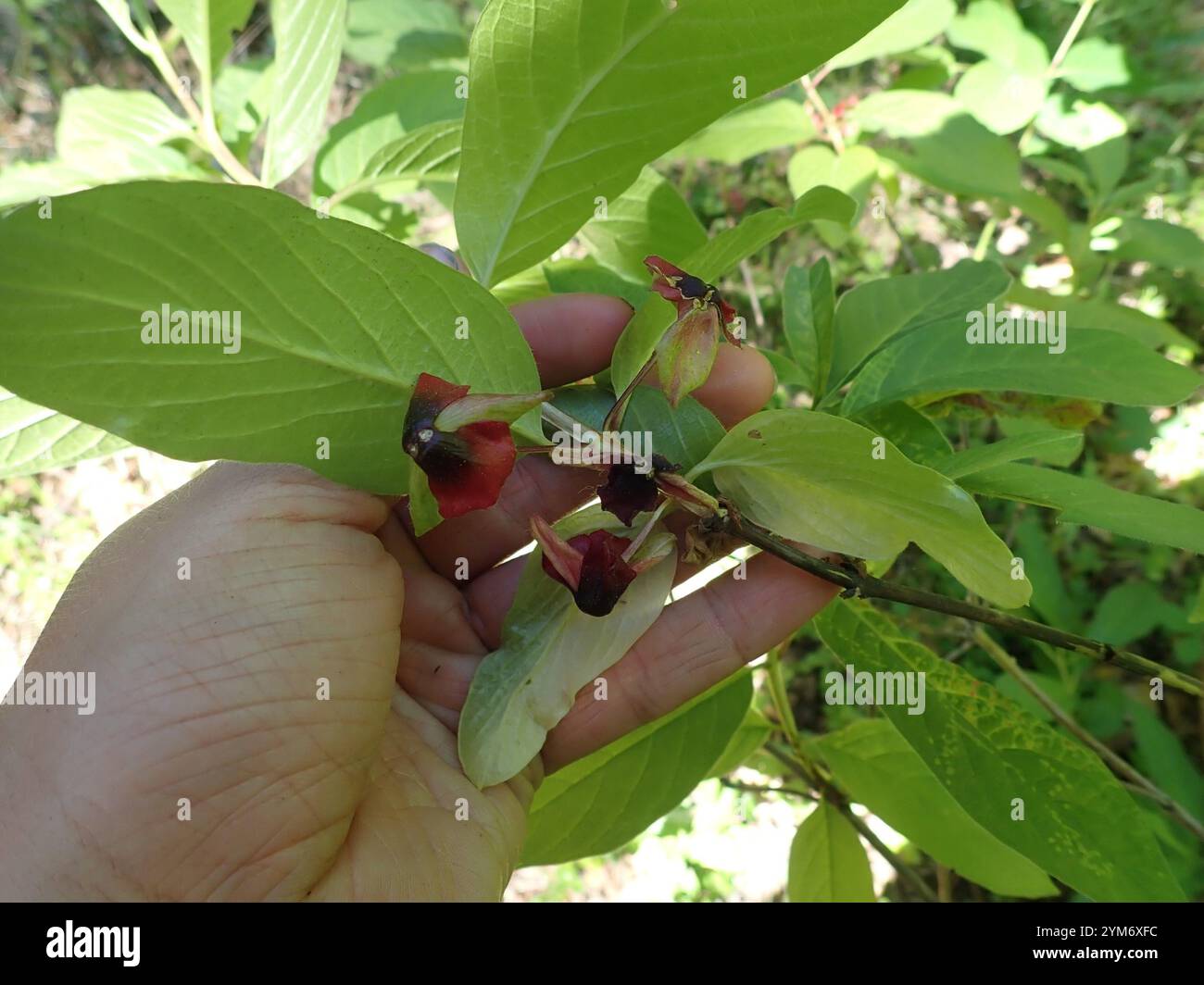 twinberry honeysuckle (Lonicera involucrata Stock Photo - Alamy