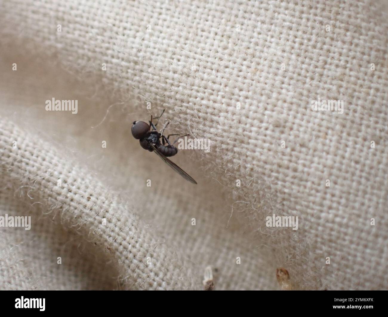 Big-headed Flies (Pipunculidae Stock Photo - Alamy