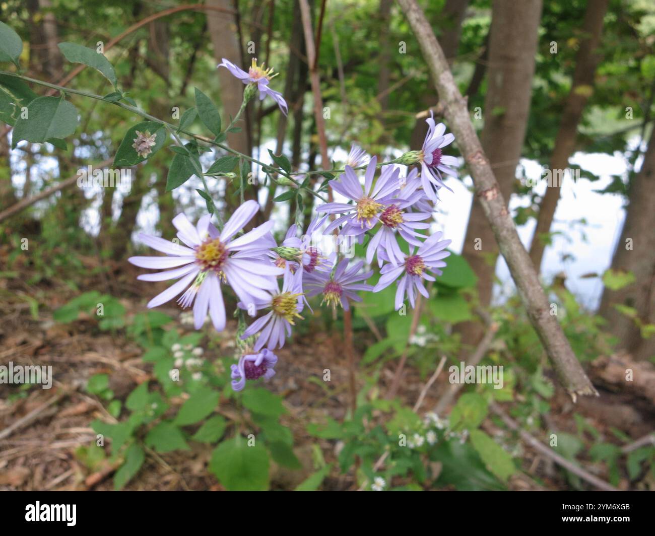 Shortii hi-res stock photography and images - Alamy