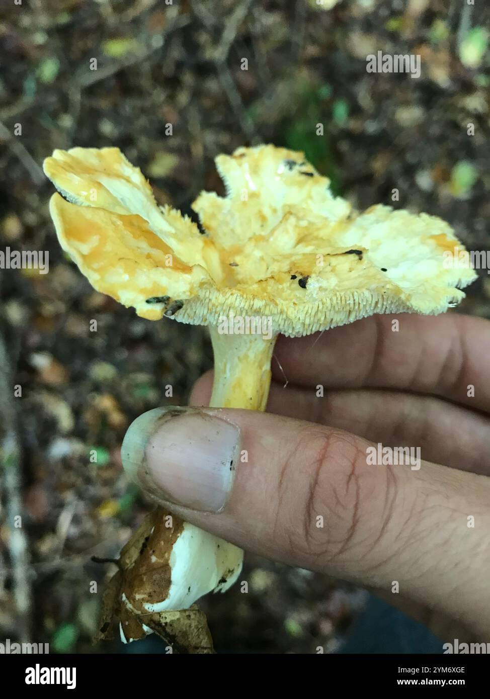 Wood Hedgehog (Hydnum repandum Stock Photo - Alamy