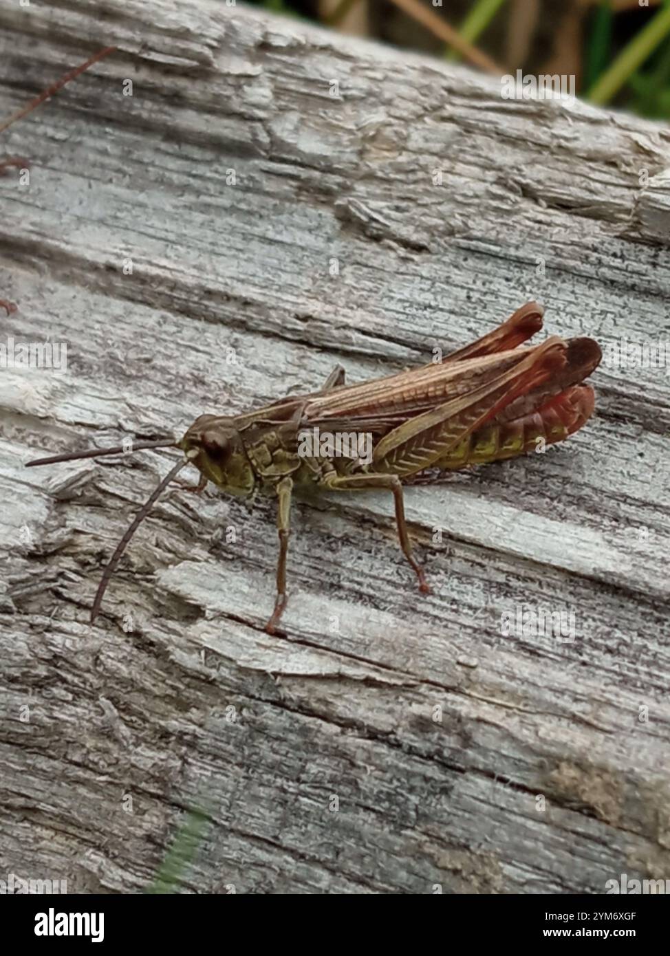 Bow-winged Grasshopper (Chorthippus biguttulus Stock Photo - Alamy