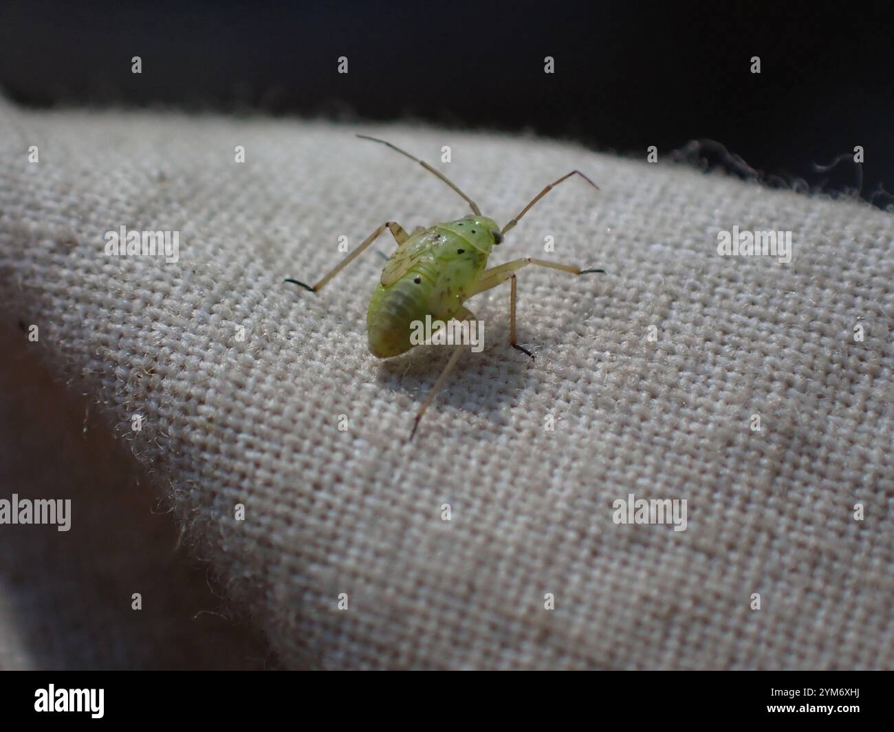 True Bugs (Heteroptera Stock Photo - Alamy