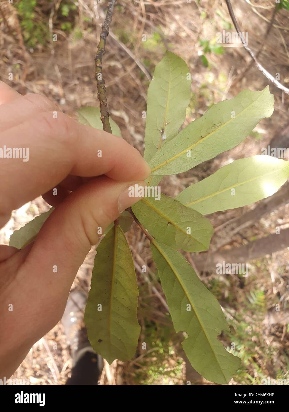 Hinau (Elaeocarpus dentatus Stock Photo - Alamy