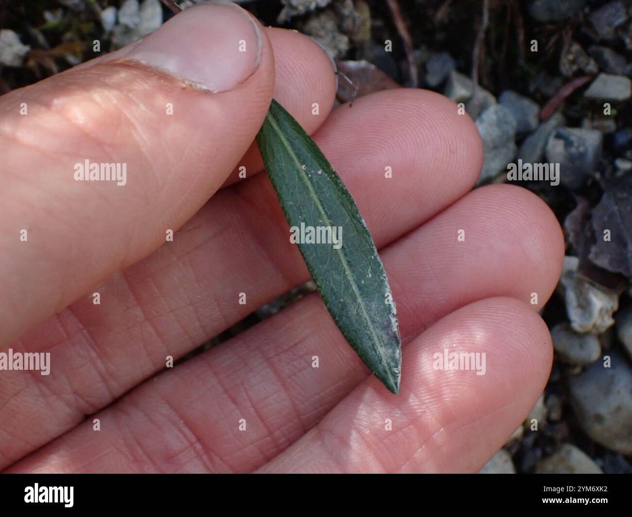 alpine bistort (Bistorta vivipara Stock Photo - Alamy